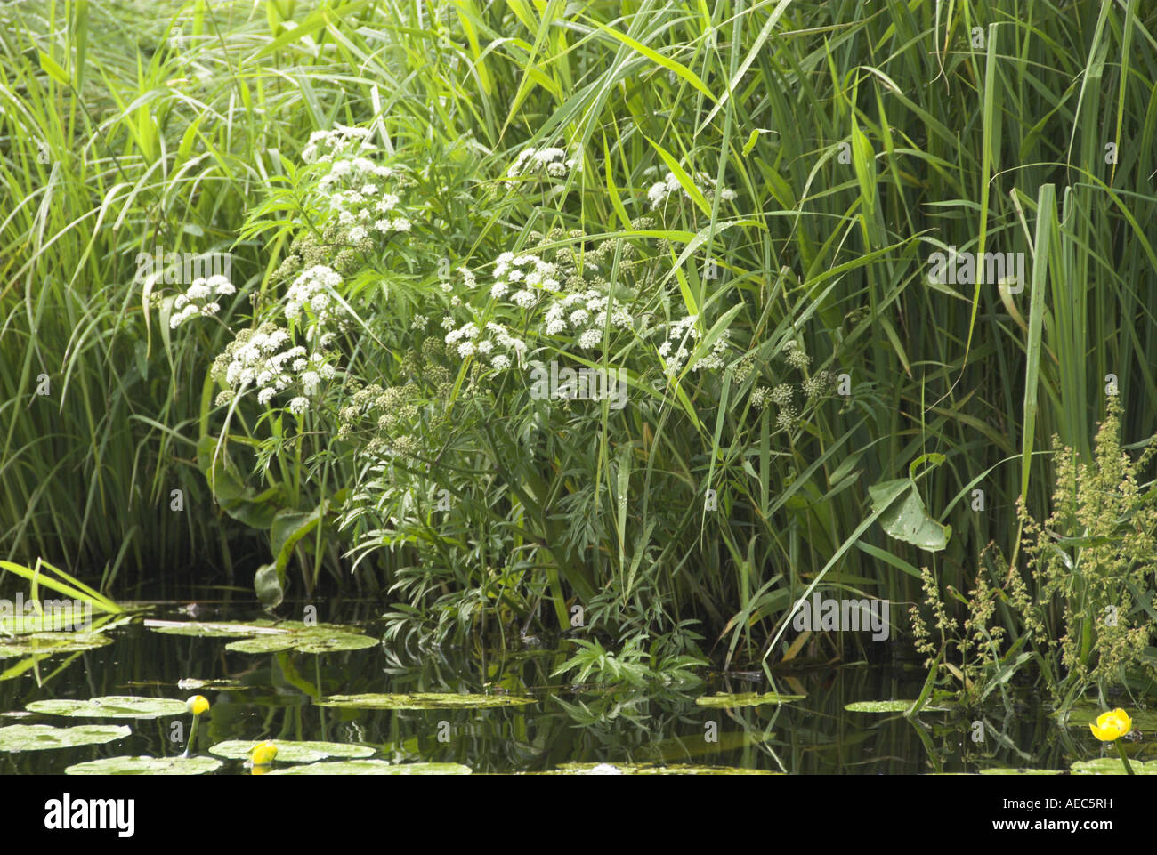 Cowbane High Resolution Stock Photography and Images - Alamy