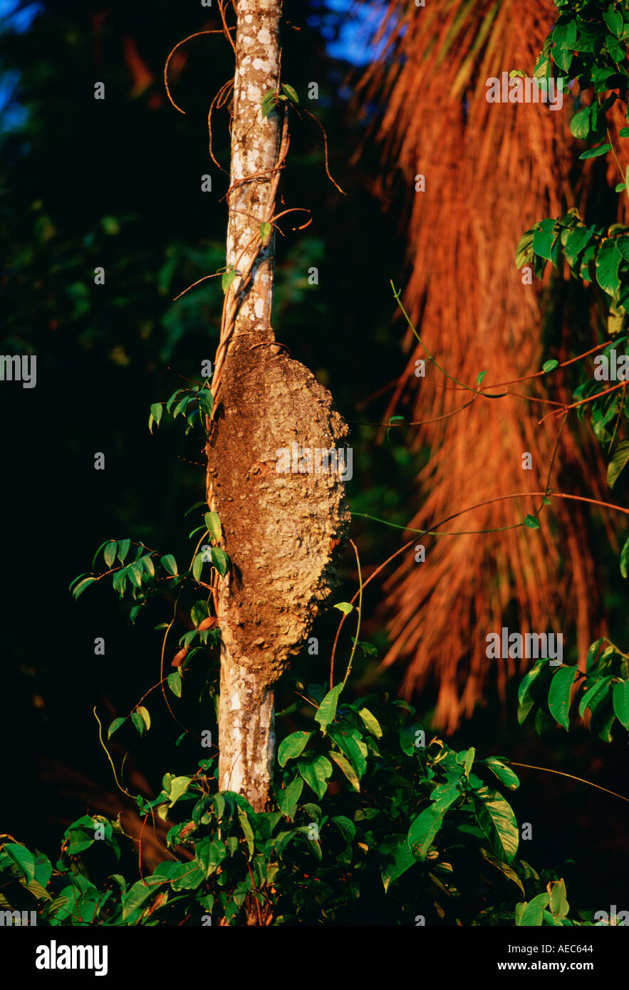 Termite nest on a palm tree at Lake Sandoval Peruvian Rainforest South ...