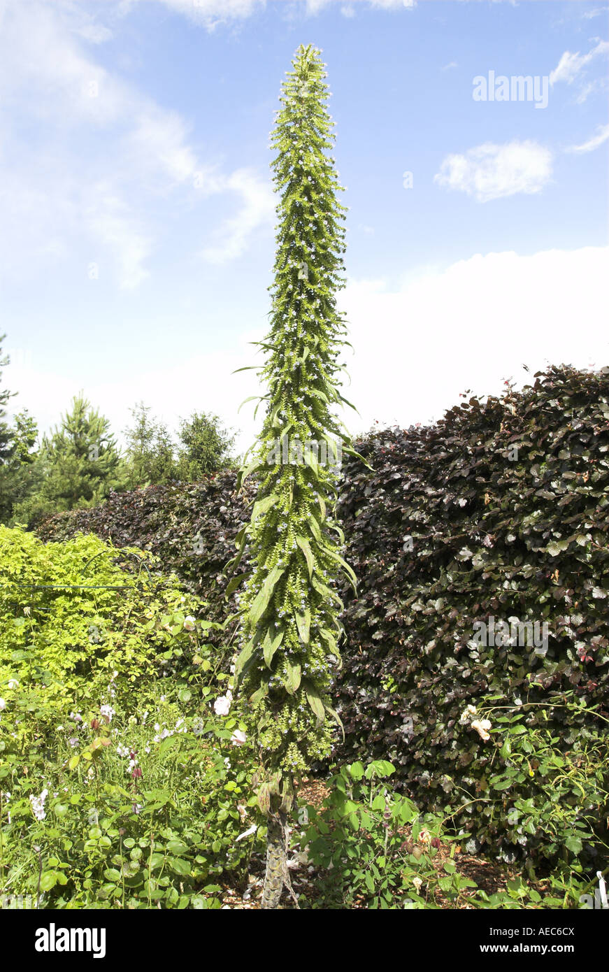 Tree Echium Echium Pininana showing full flowering spike July England ...