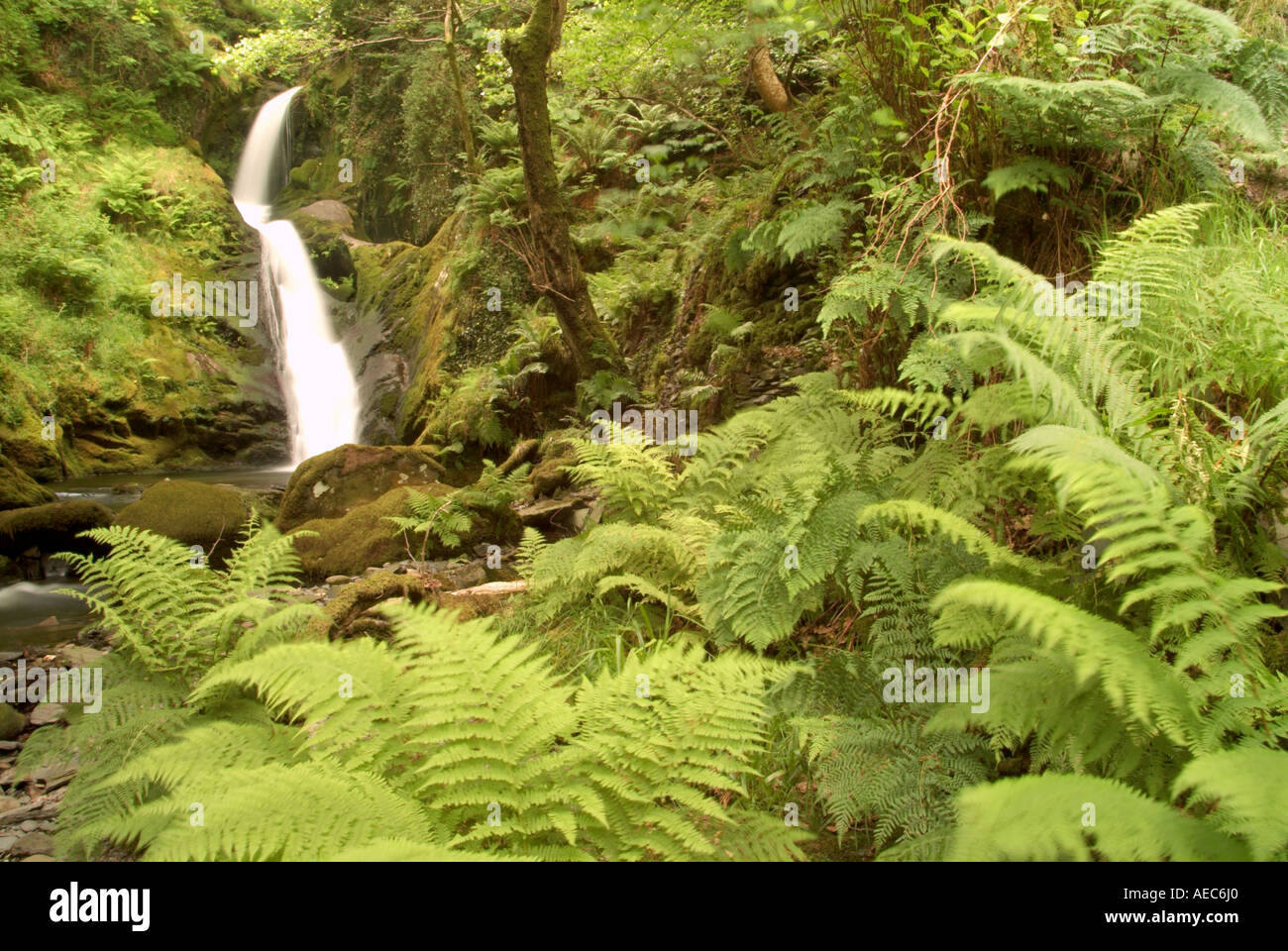 Flora of snowdonia hi-res stock photography and images - Alamy