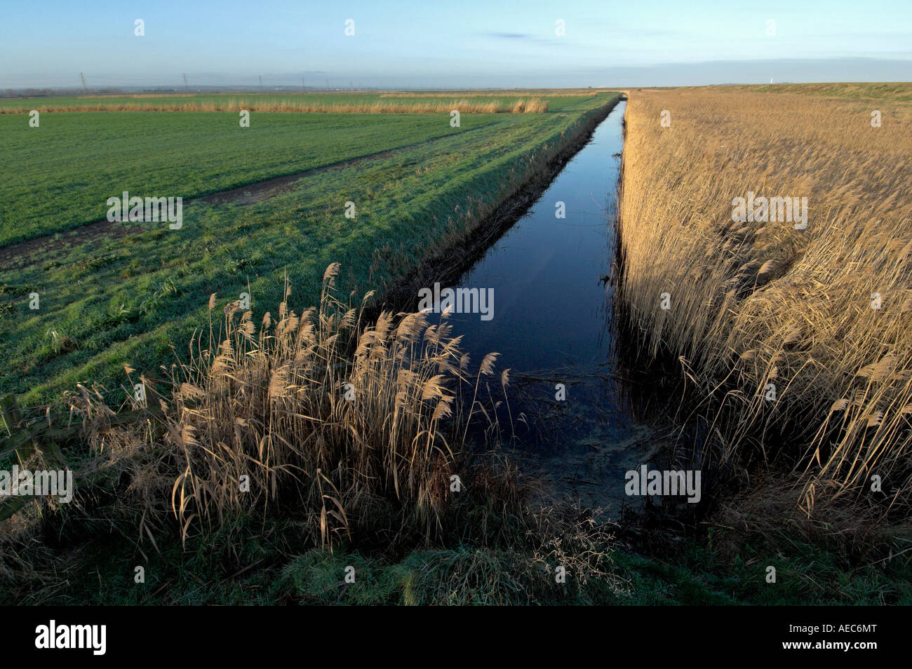 Common Reed Phragmites australis and ditch South Swale Nature Reserve ...