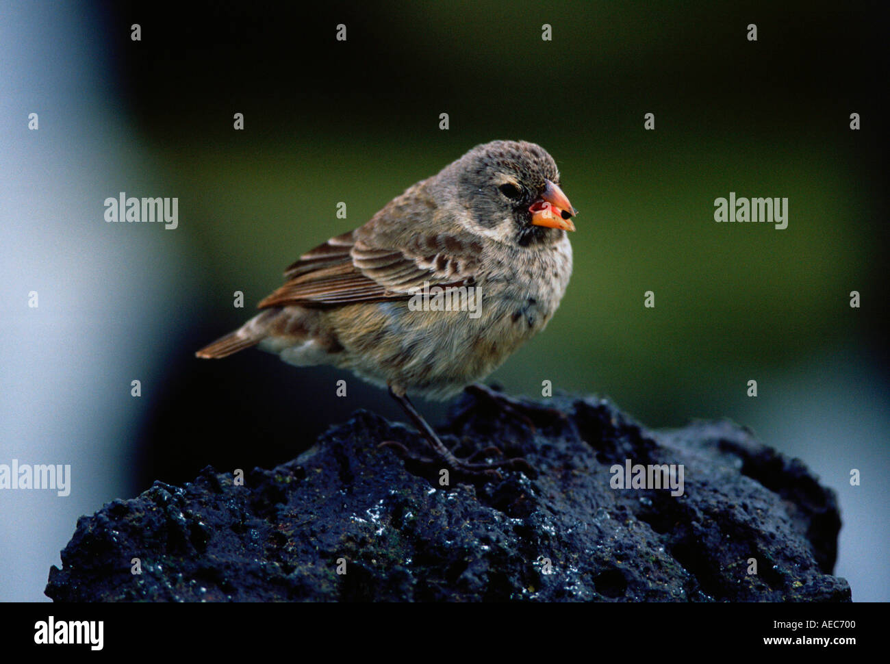 Charles darwin finches hi-res stock photography and images - Alamy