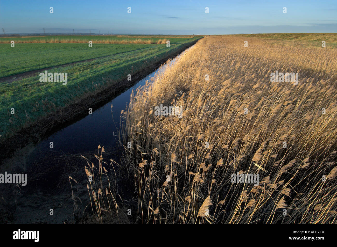 Common Reed Phragmites australis and ditch South Swale Nature Reserve ...