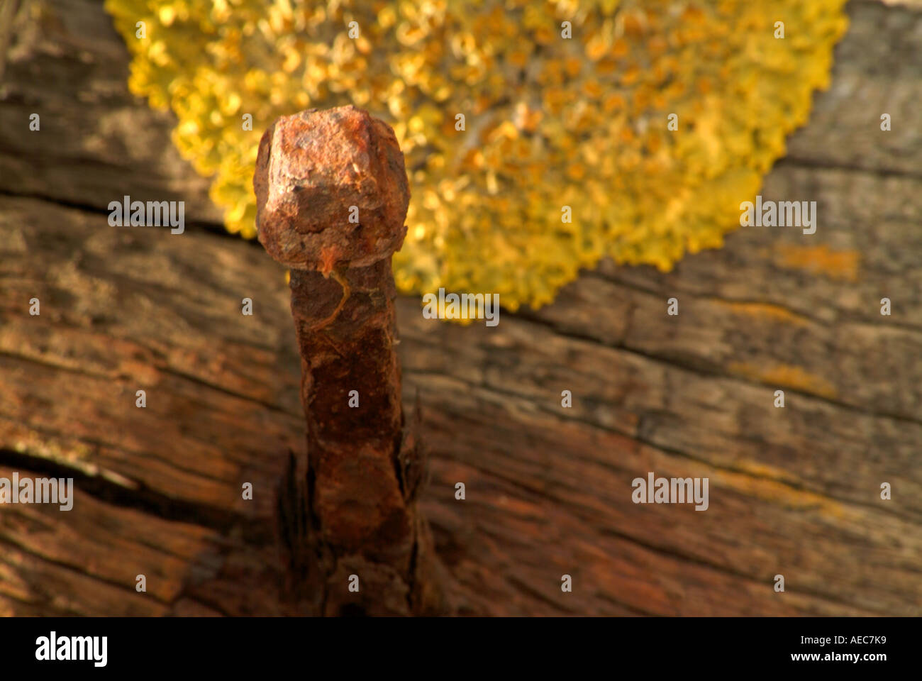 Rusty nail in decayed timber Stock Photo - Alamy