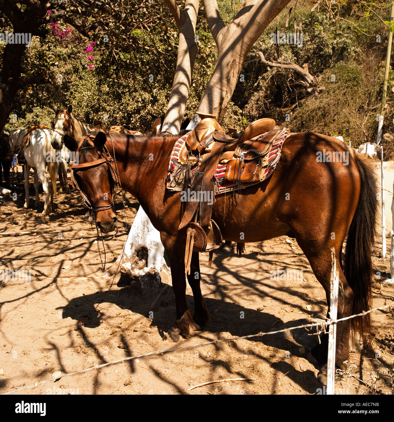 mexican saddled horse resting in the shade Stock Photo - Alamy