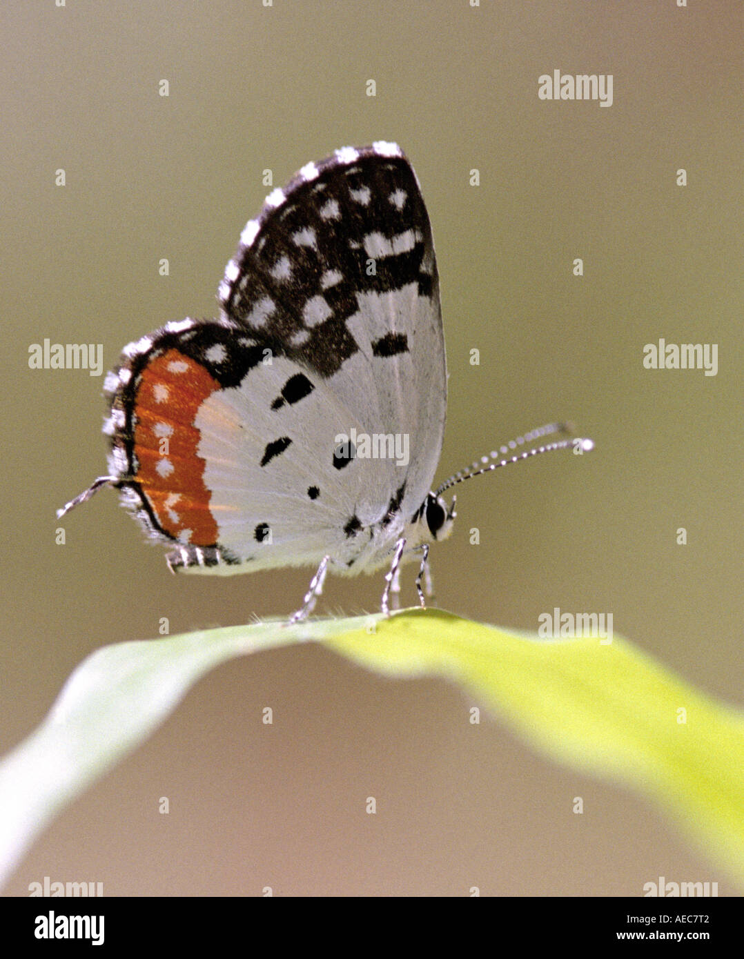 Red pierrot butterfly adult lateral view with soft blurred background ...