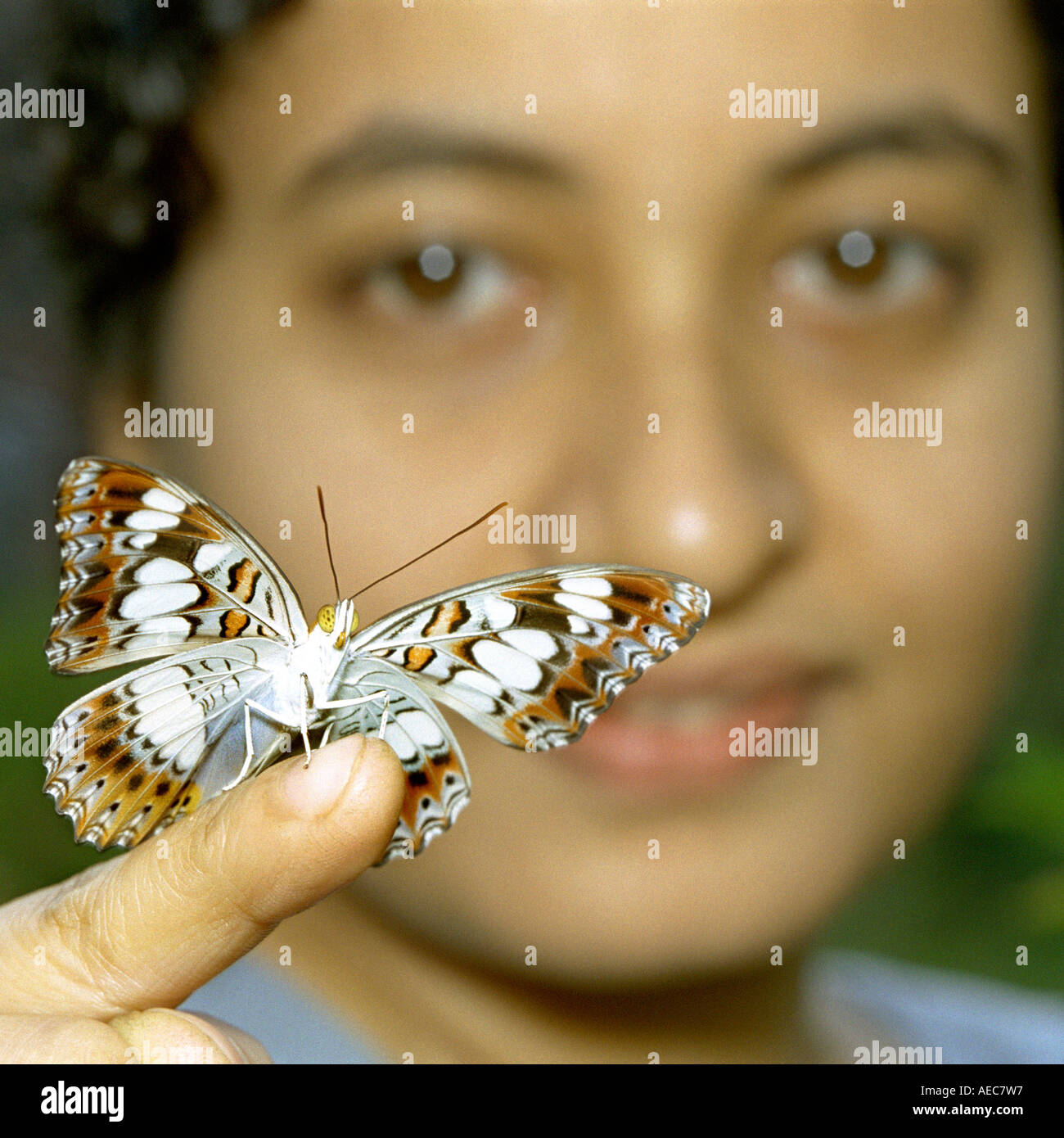 Commander butterfly seen perched on the finger tip of an Indian lady ...