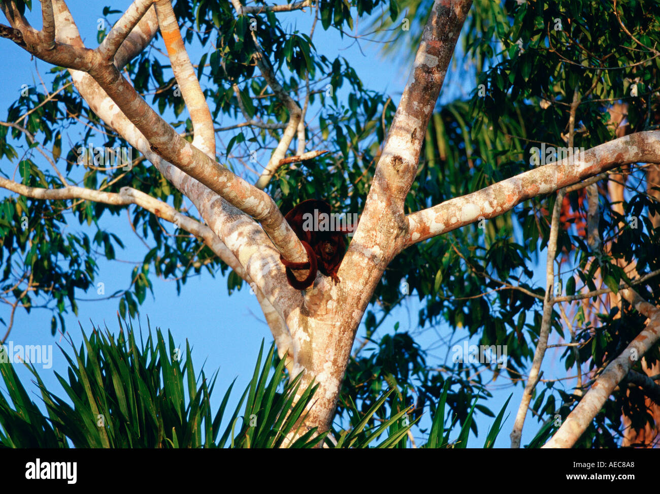 Fork in two tree branches hi-res stock photography and images - Alamy