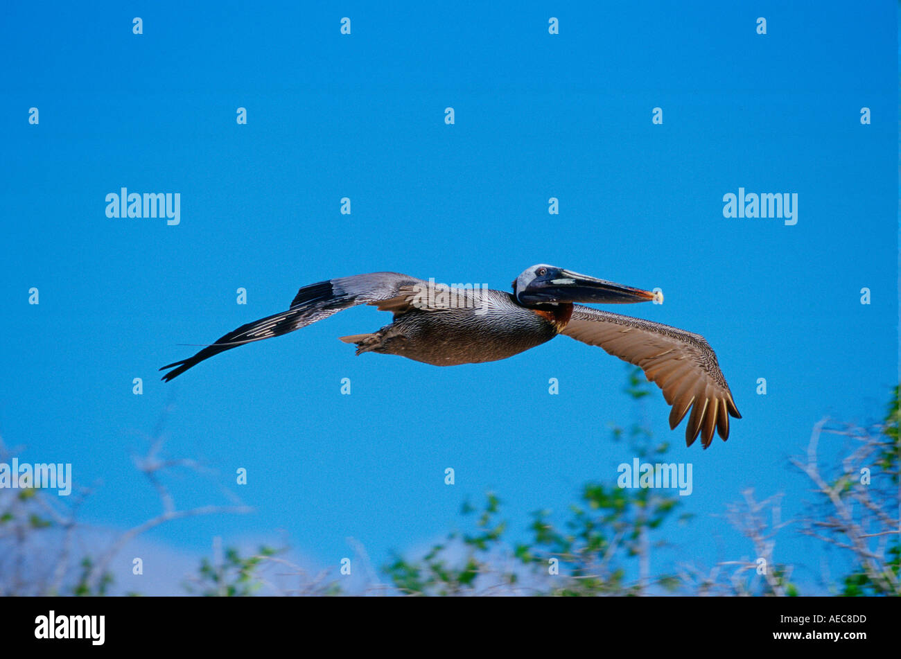 Brown Pelican bird in flight in clear blue sky Galapagos Islands ...