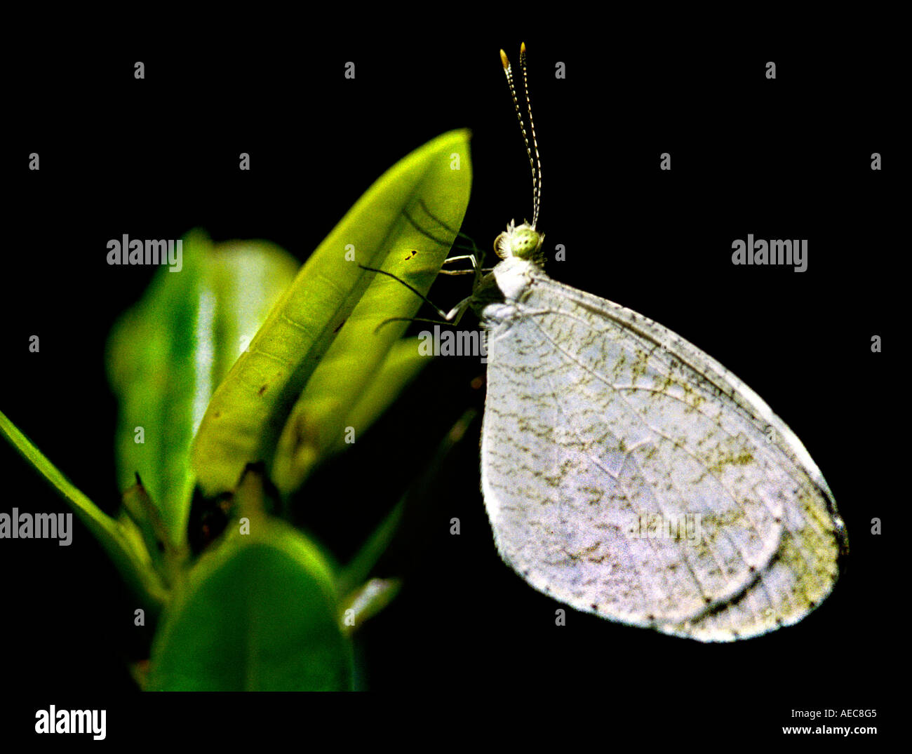 Common Psyche butterfly in morning light Stock Photo - Alamy