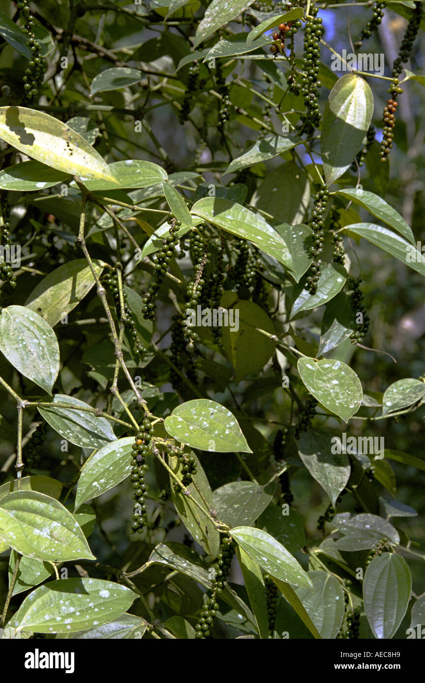 Black pepper plant, Kerala, India Stock Photo - Alamy