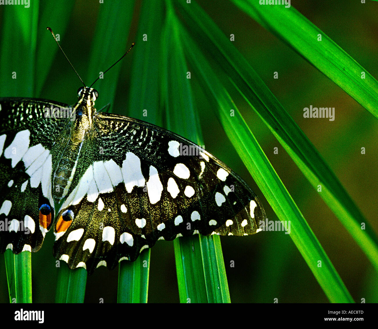 Lime green colored wings hi-res stock photography and images - Alamy