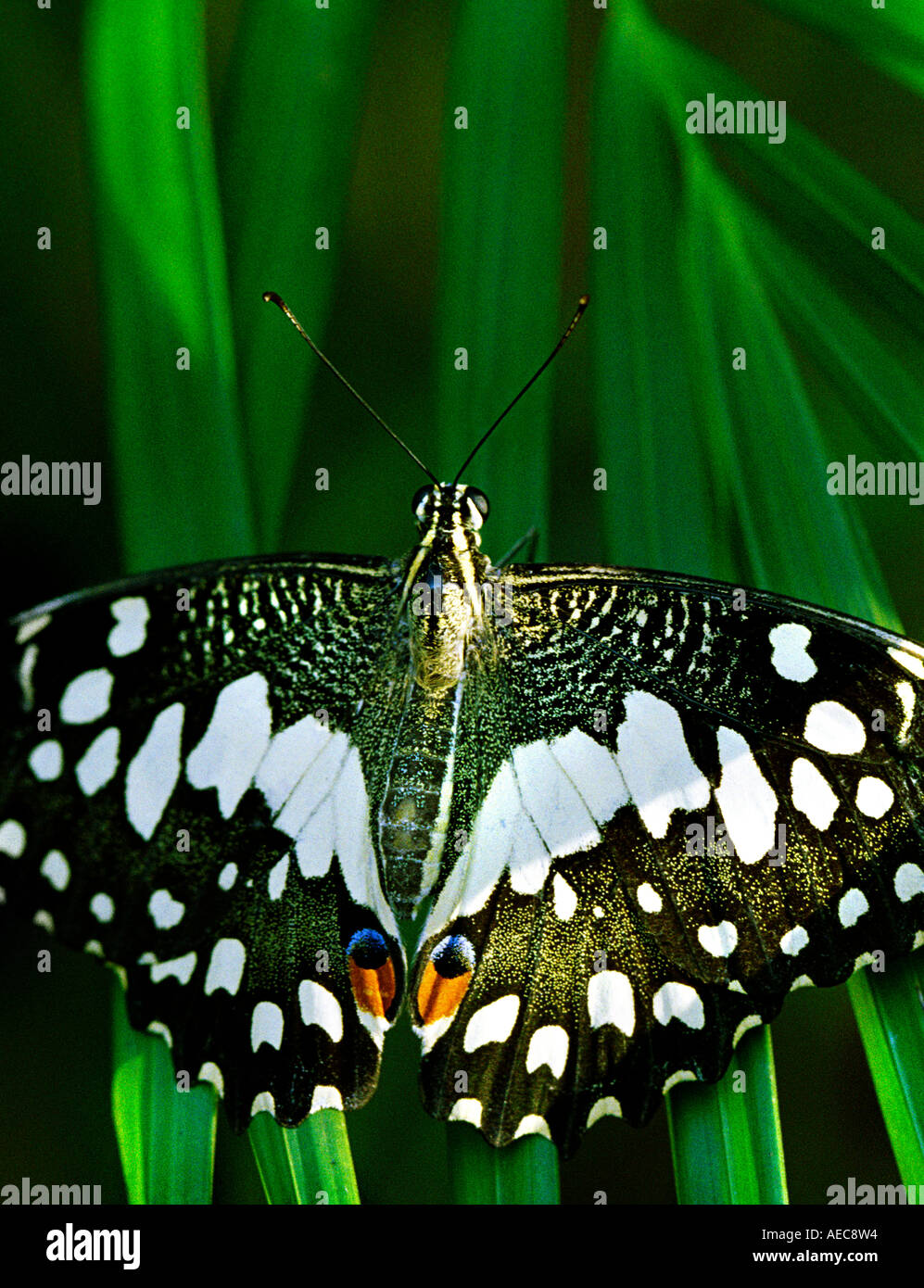 Lime green colored wings hi-res stock photography and images - Alamy
