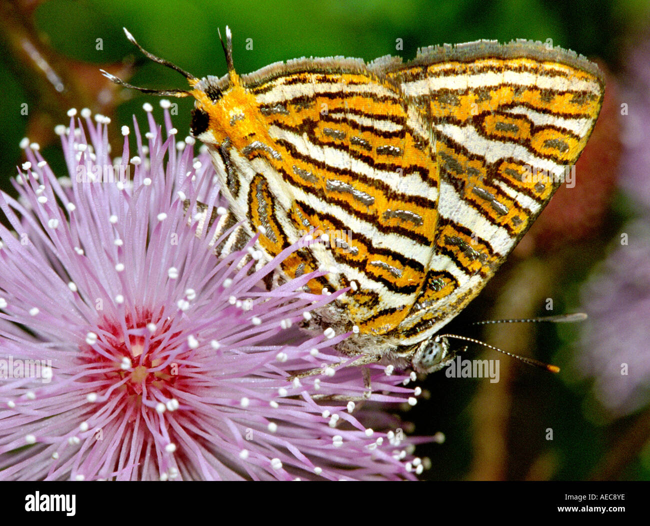 Common Silverline Butterfly, adult, Spindasis vulcanus, Lycaenidae; on ...