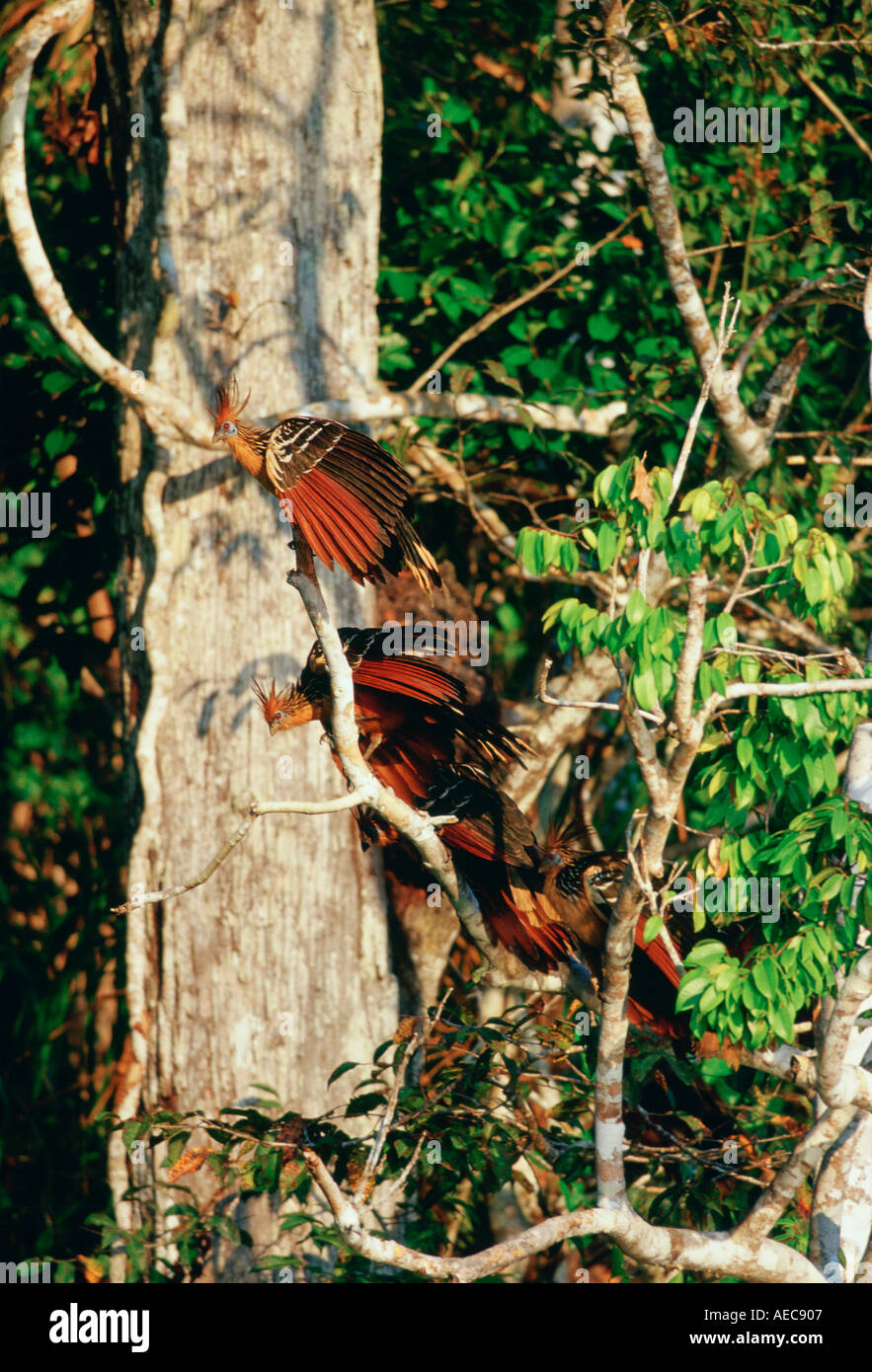 Hoatzin birds at Lake Sandoval Peruvian Rainforest South America Stock ...