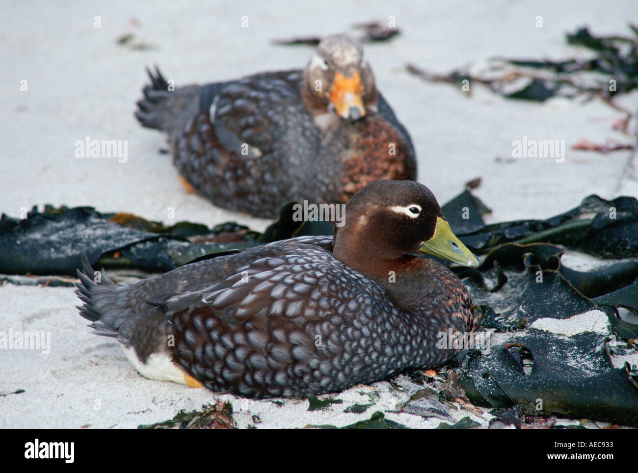Pair of Steamer ducks Sea Lion Island Falkland Islands Stock Photo - Alamy
