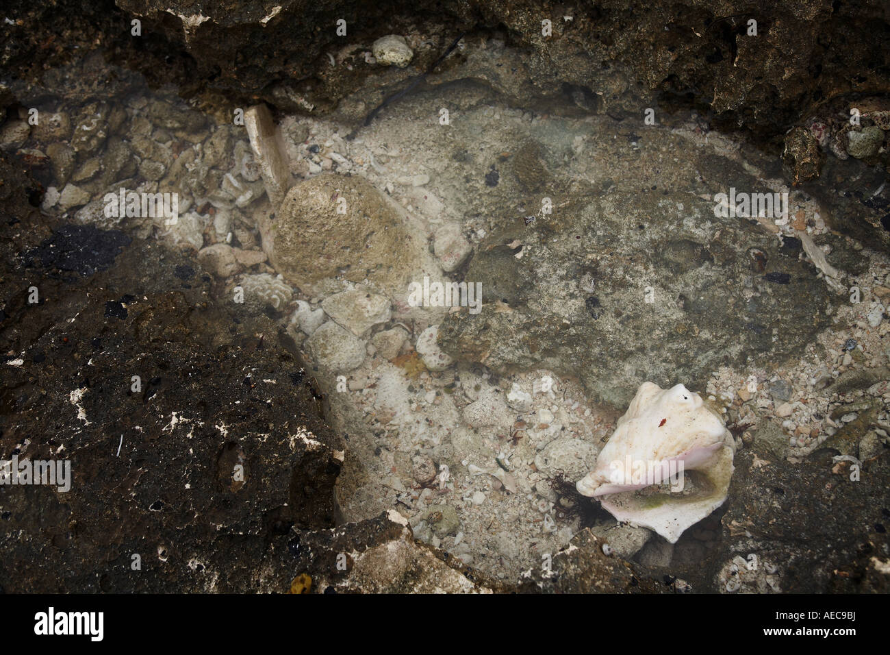 Baby at the beach shell hi-res stock photography and images - Alamy