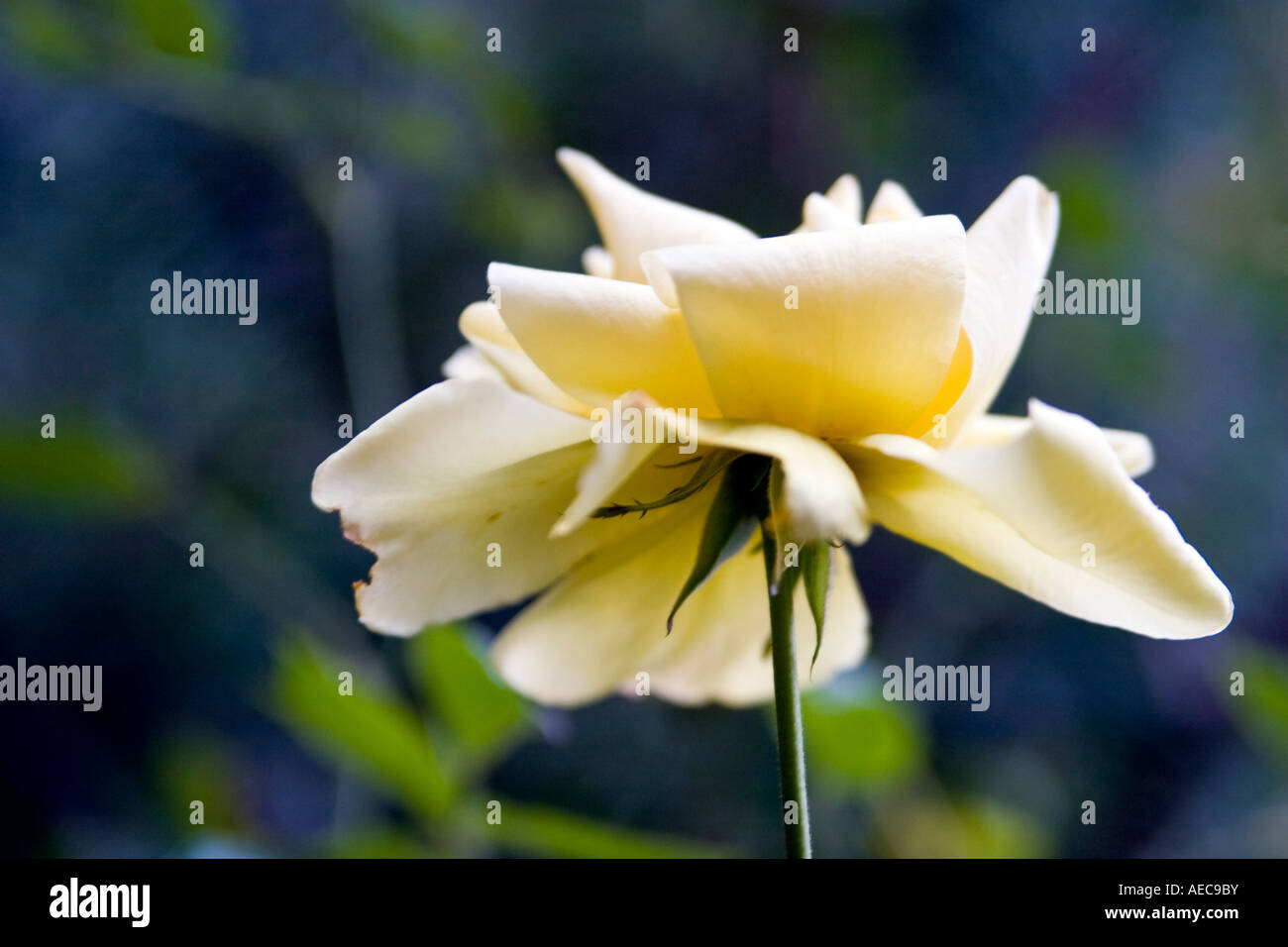Close up view with a yellow rose seen from below Stock Photo - Alamy