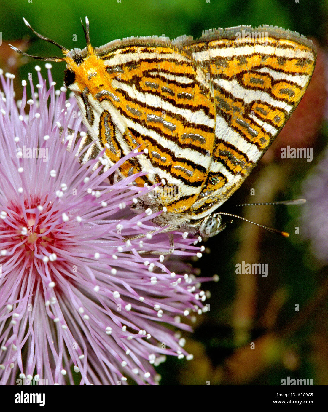 Common Silverline Butterfly, adult, Spindasis vulcanus, Lycaenidae; on ...