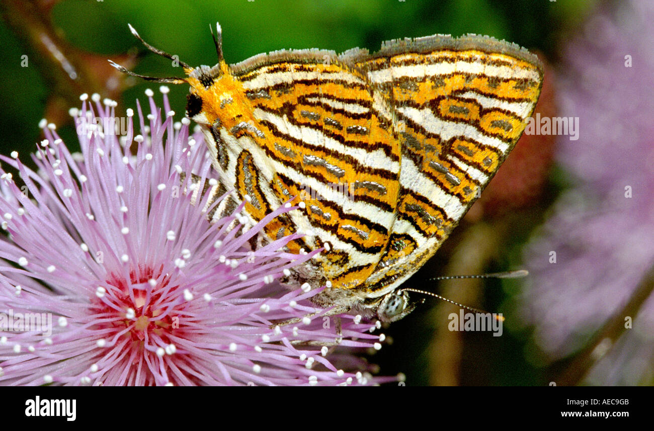 Common Silverline Butterfly, adult, Spindasis vulcanus, Lycaenidae; on ...