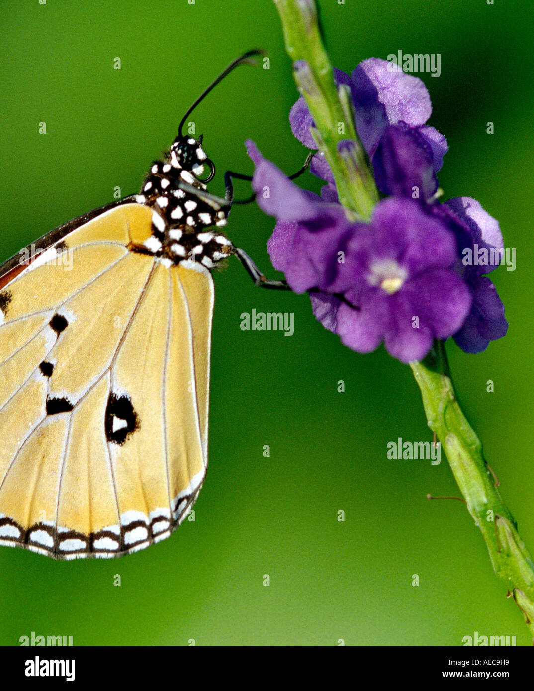 Plain Tiger, Danaus chrysippus chrysippus, Danais chrysippus, Danaidae ...