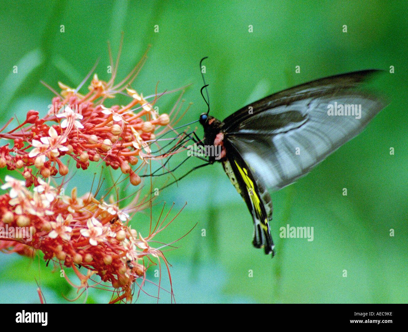 Southern birdwing Troides minos largest Indian butterfly adult male ...