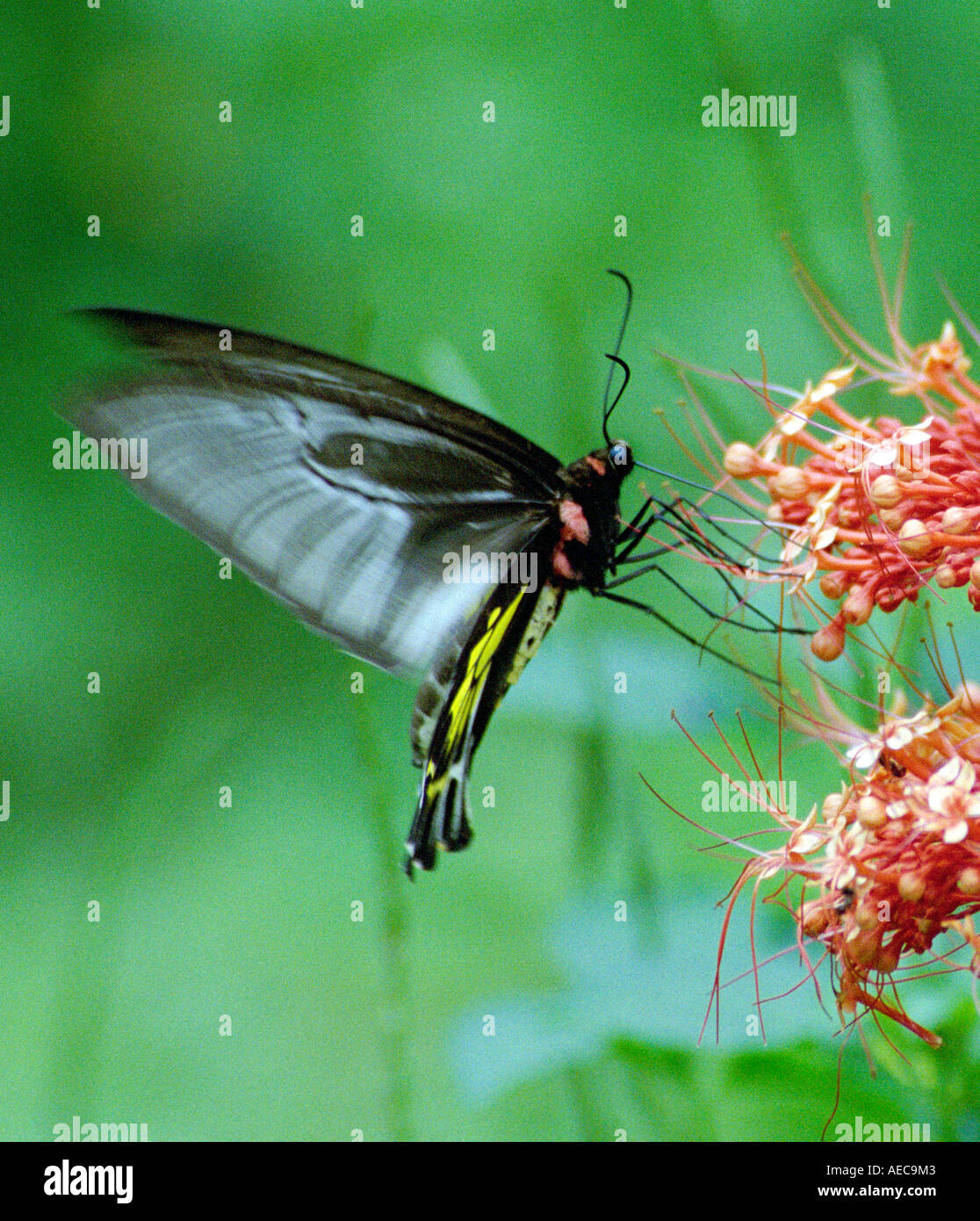 Southern birdwing Troides minos largest Indian butterfly adult male ...