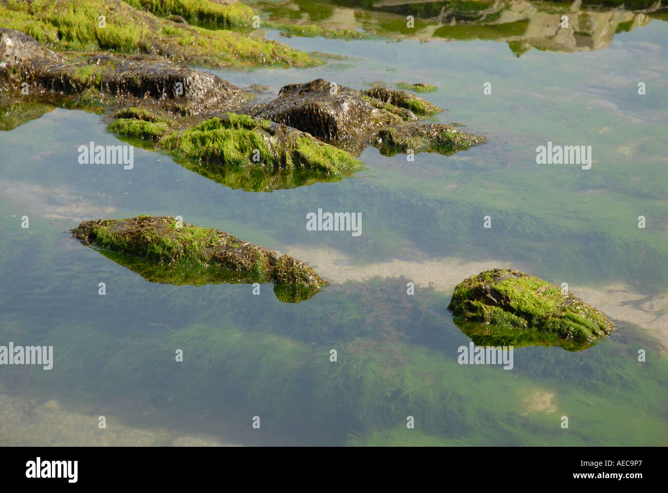 Rock Pool on Cornwall Beach Stock Photo - Alamy