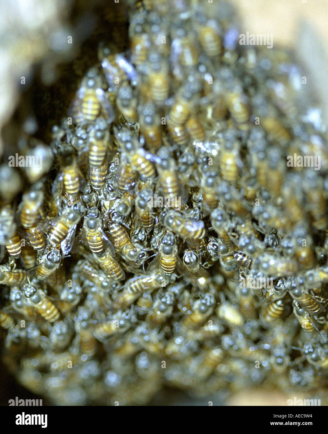 Bees swarming in their nest Stock Photo - Alamy