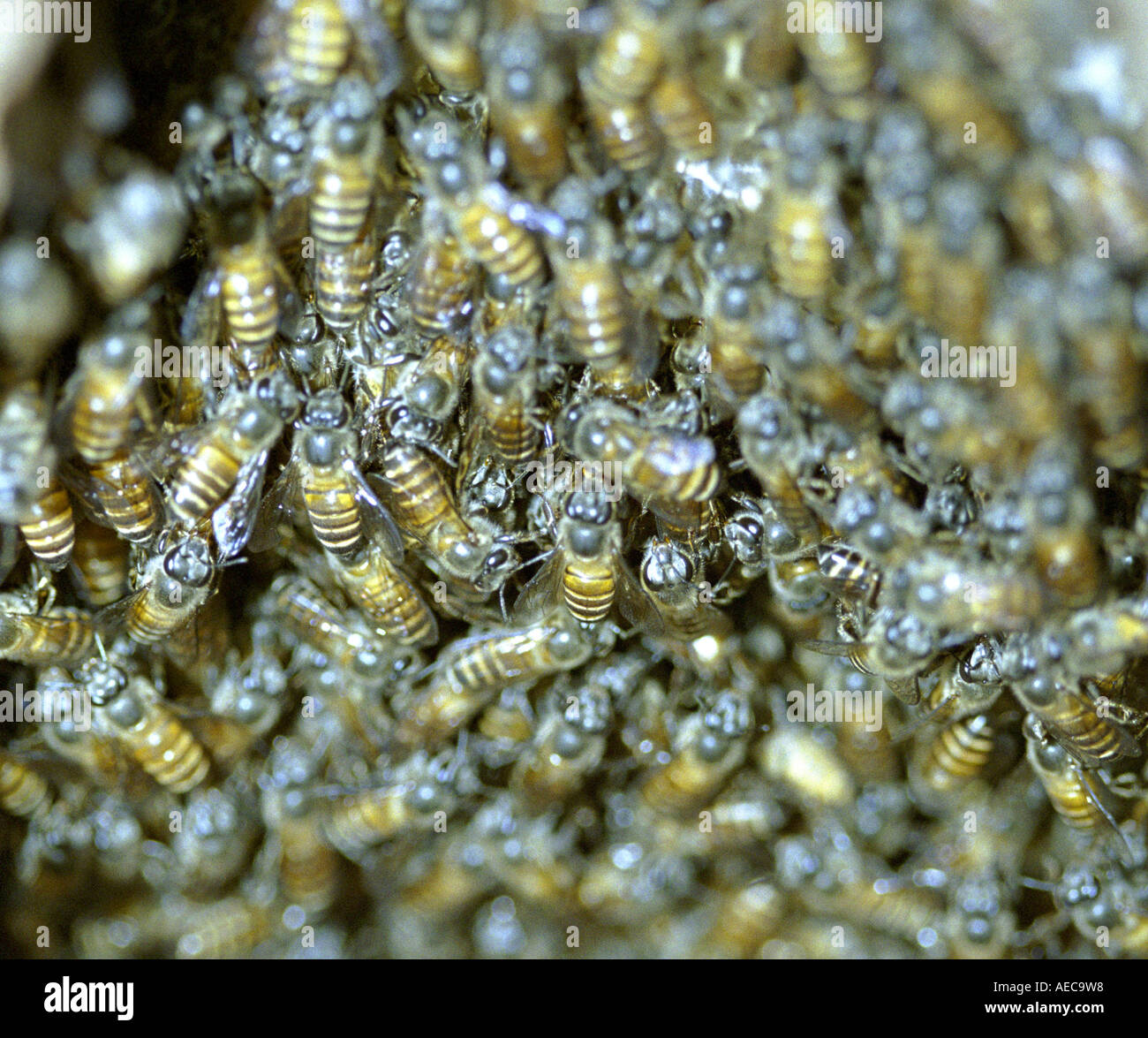 Bees swarming in their nest Stock Photo - Alamy