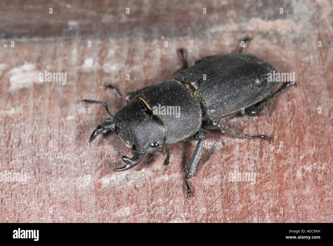 Lesser Stag beetle dorcus parallelipipedus male Stock Photo - Alamy