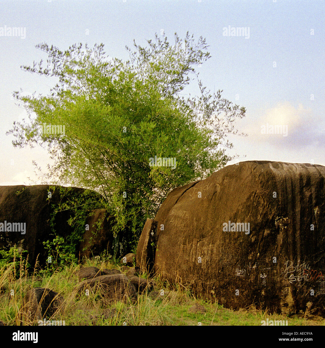 Landscape with a cluster of bamboo trees standing inbetween two rocks ...
