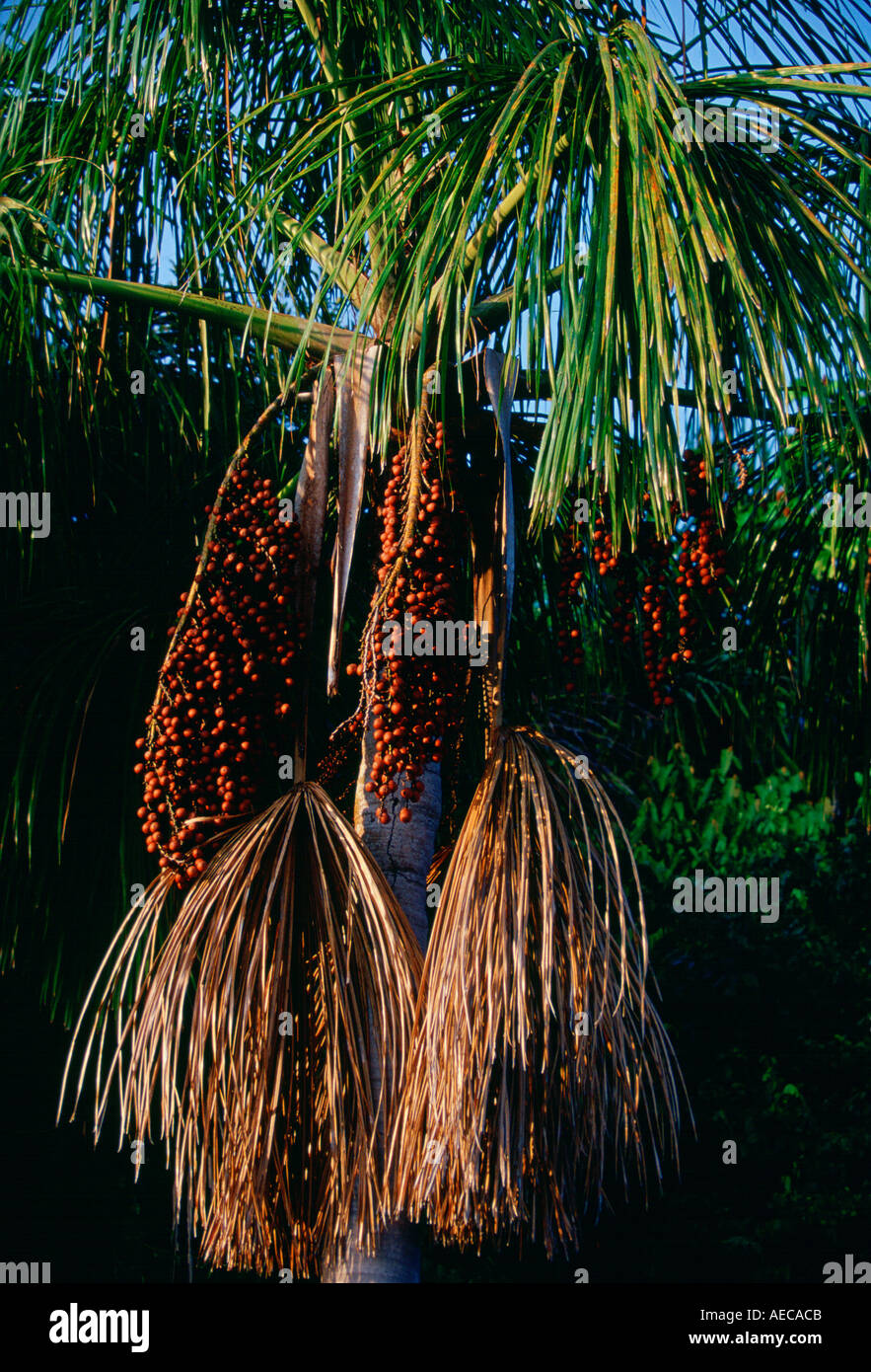 Peruvian rainforests hi-res stock photography and images - Alamy