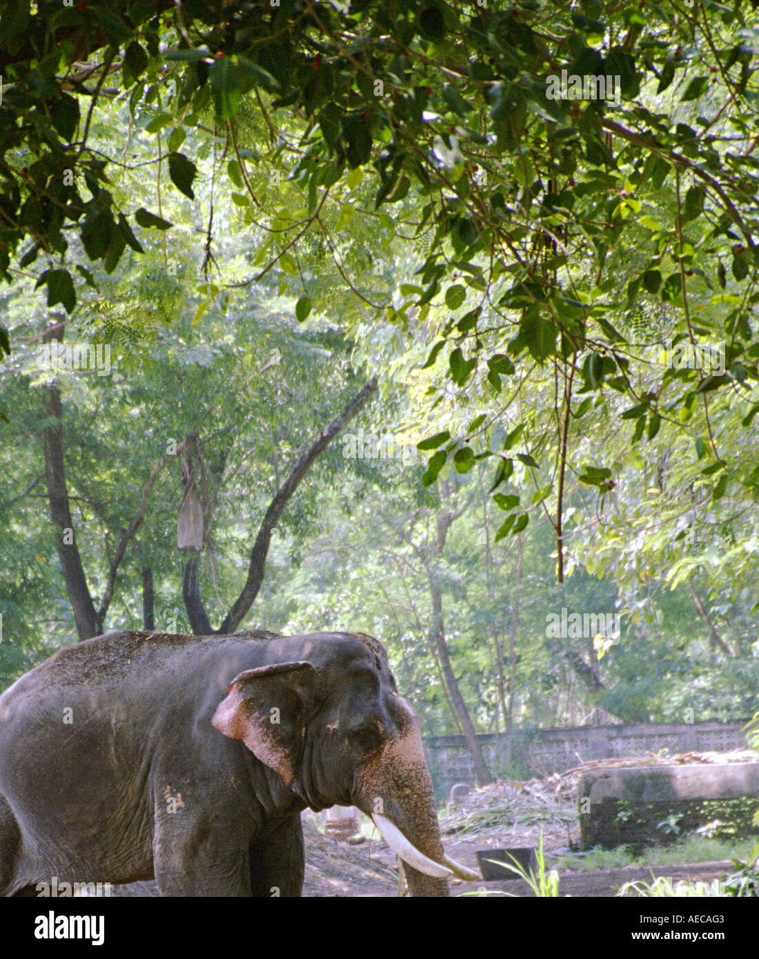 lateral / side view of an Indian elephant, Kerala Stock Photo - Alamy