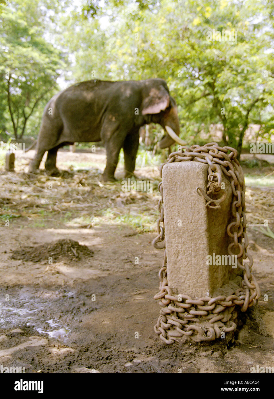 An Indian elephant restrained with iron chains, Guruvayur; Kerala Stock ...