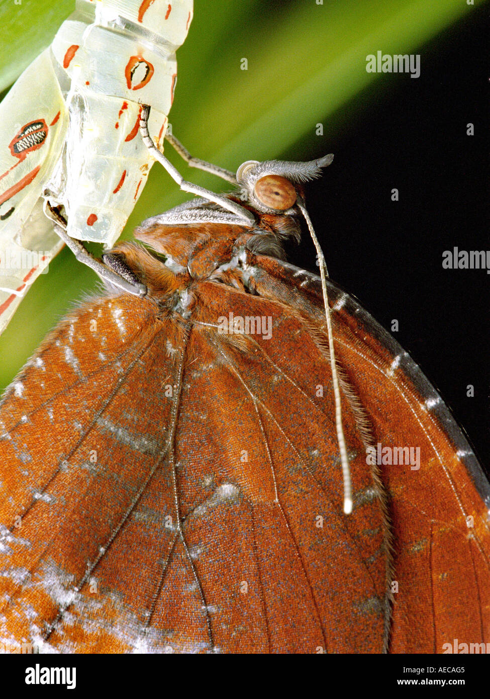 Common Palmfly, Nymphalidae; Elymnias hypermnestra, adult hatching out ...
