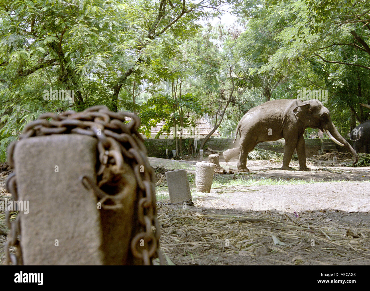 An Indian elephant restrained with iron chains, Guruvayur; Kerala Stock ...