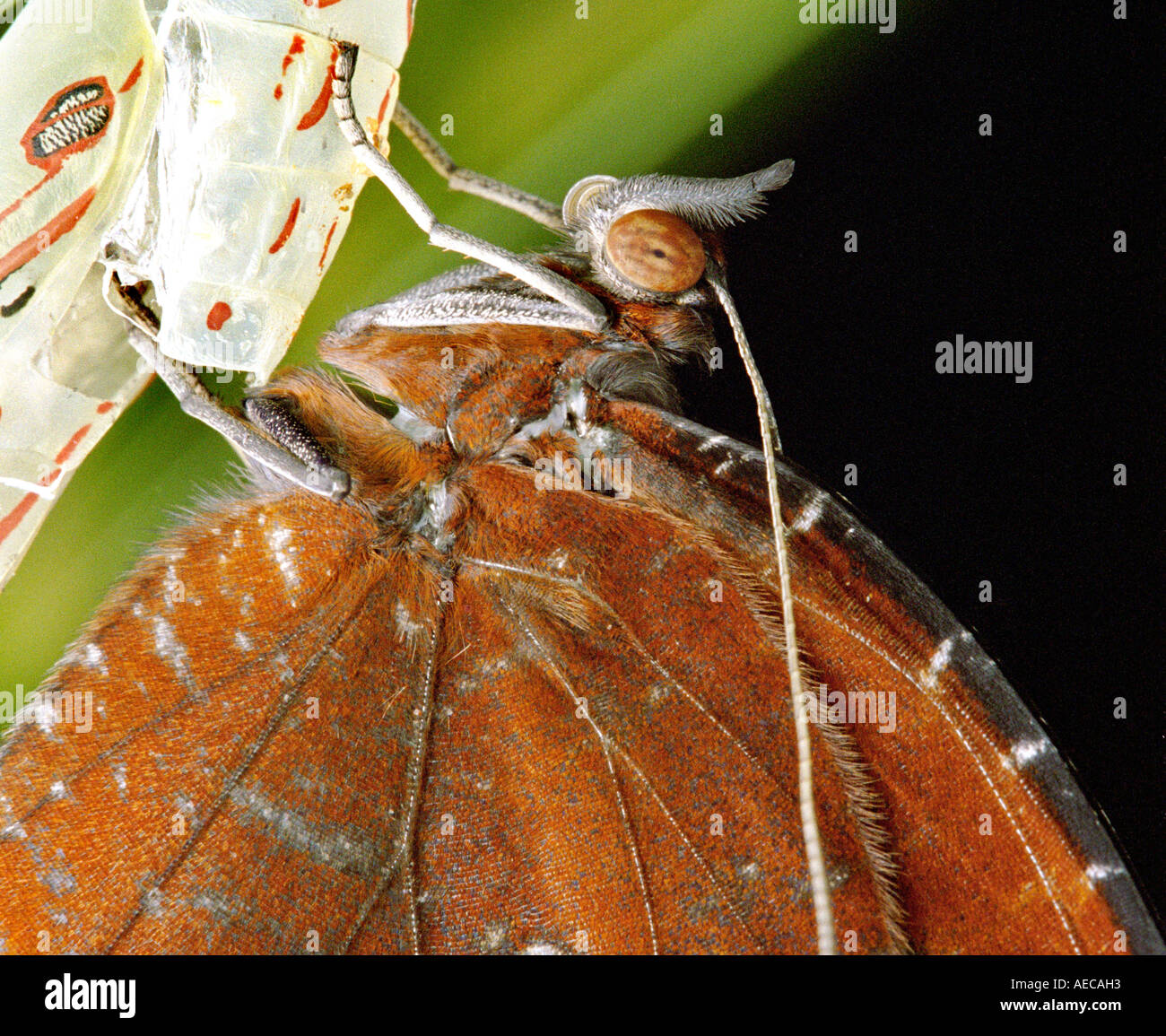 Common Palmfly, Nymphalidae; Elymnias hypermnestra, adult hatching out ...