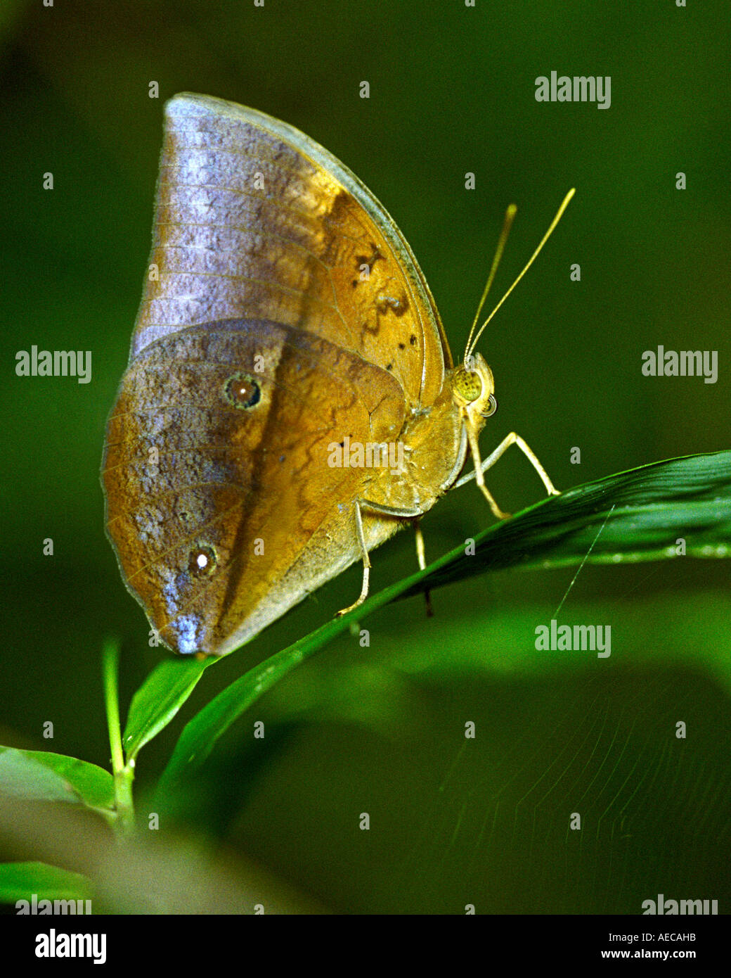 Endemic species of kerala hi-res stock photography and images - Alamy