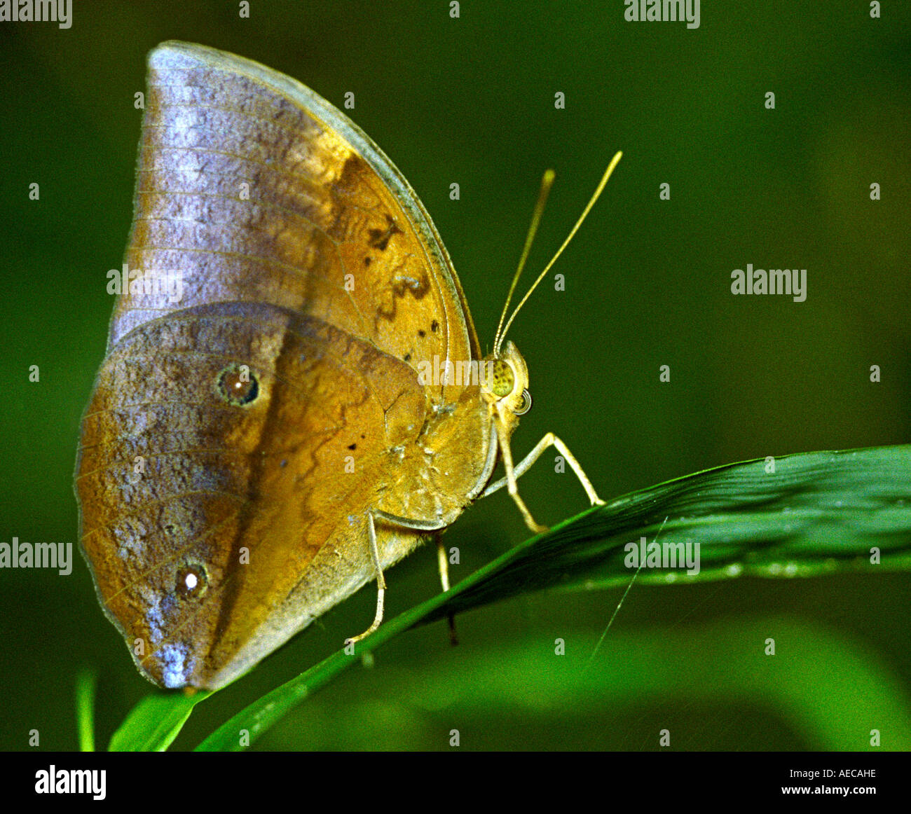 Endemic species western ghats hi-res stock photography and images - Alamy