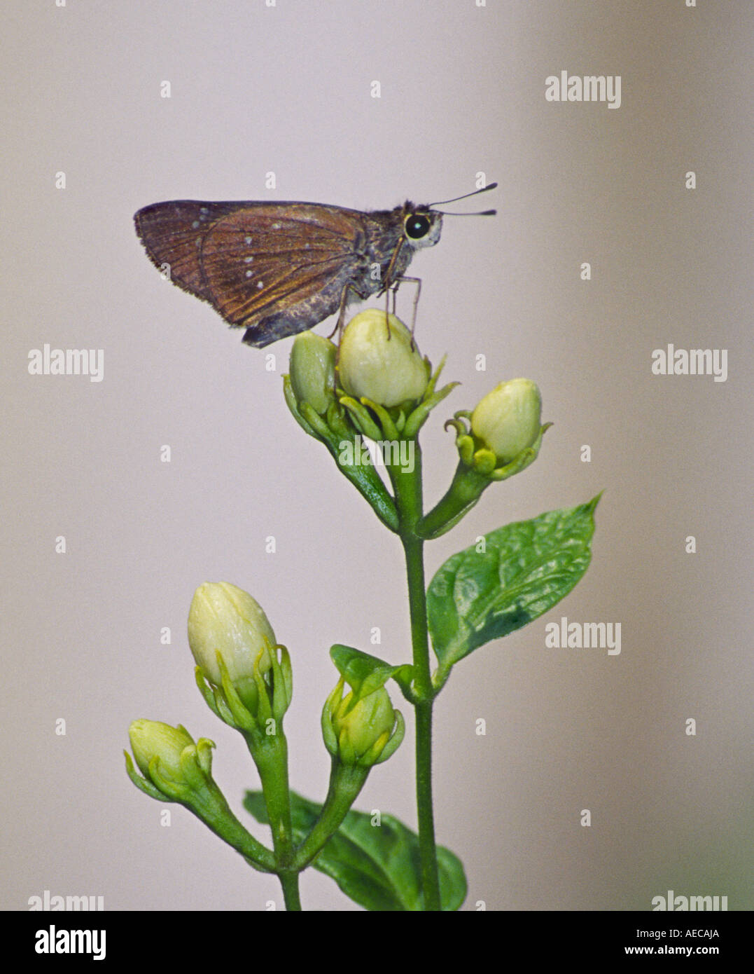 Skipper Rice Swift Borbo cinnara resting on Jasmine Jasminum ...
