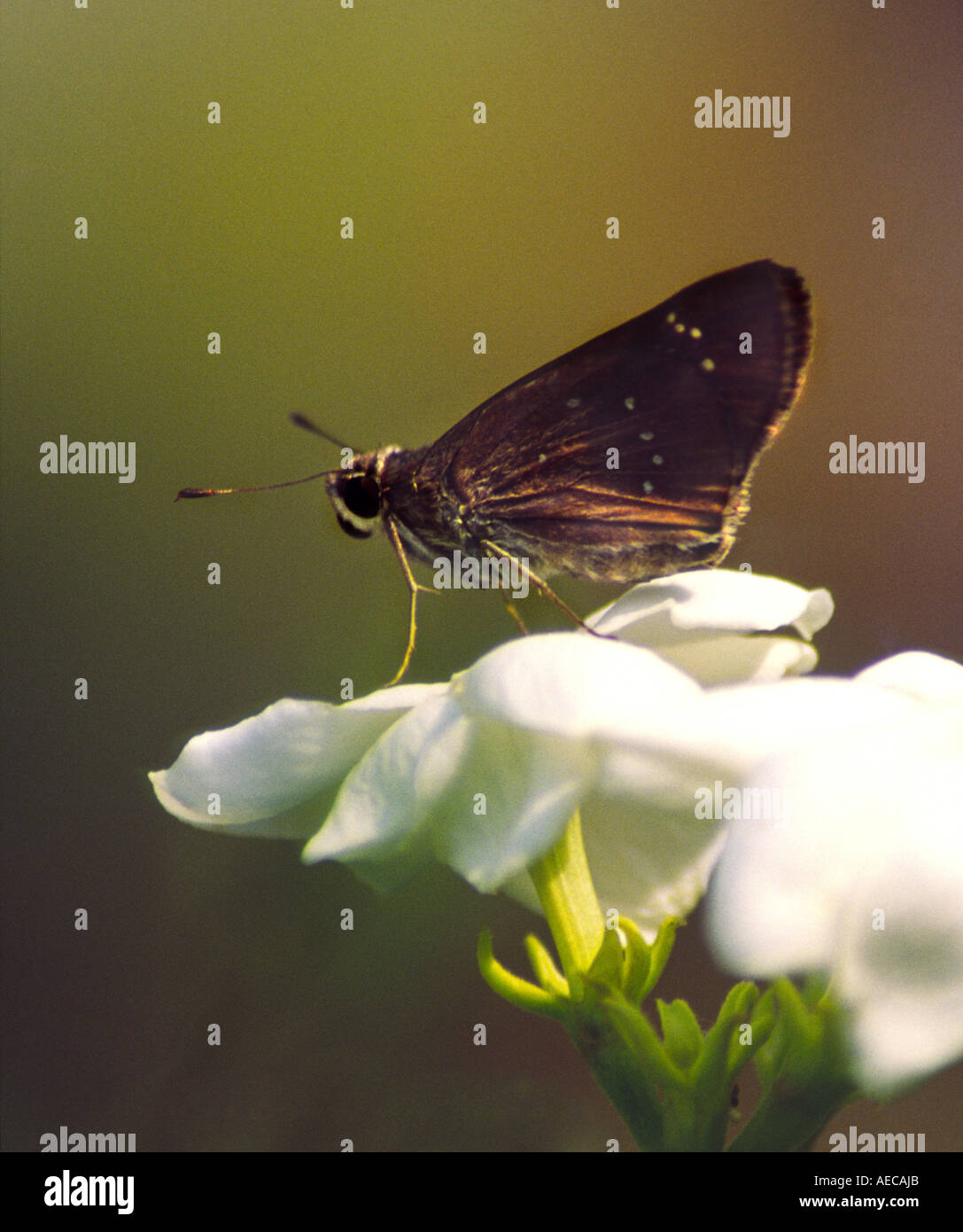 Skipper Rice Swift Borbo cinnara resting on Jasmine Jasminum ...