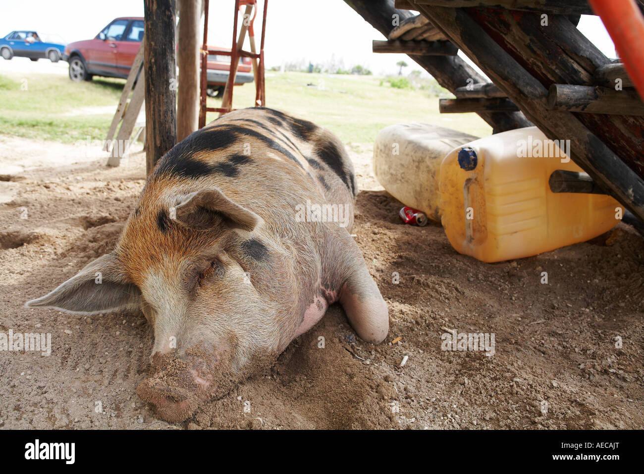 Giant Pig Laying in Sand by Bar in Quintana Roo, Cozumel, Mexico Stock ...