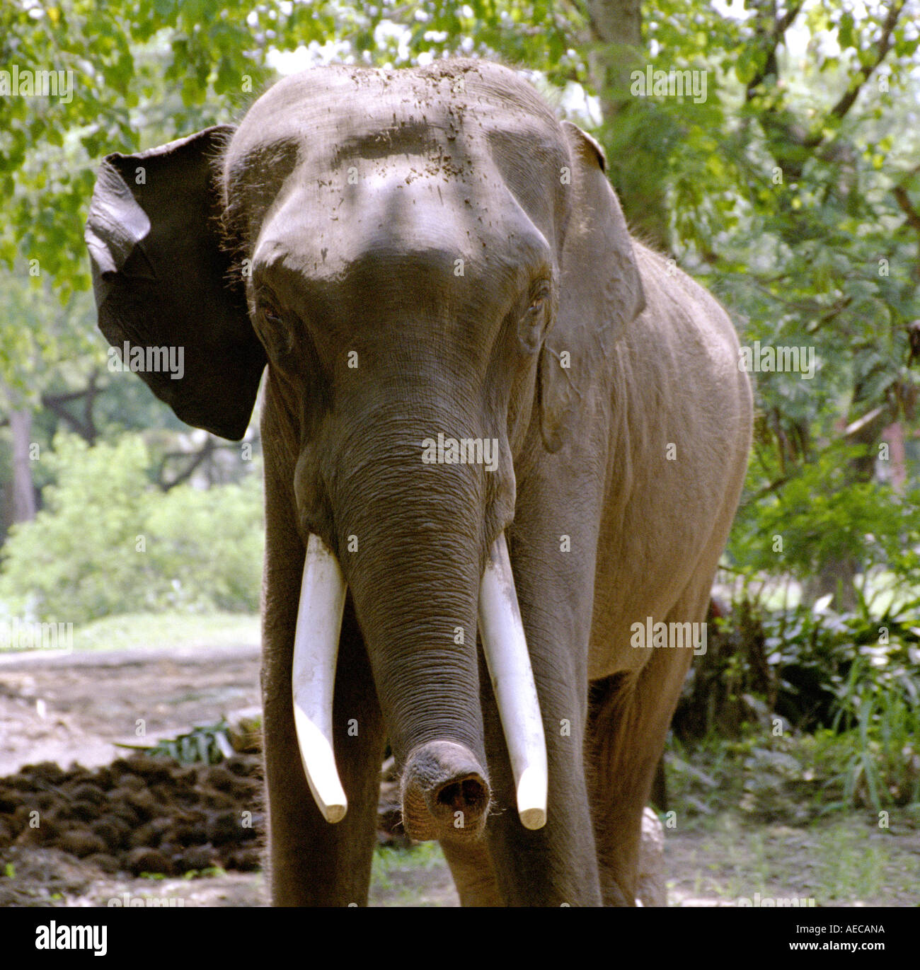 Frontal medium close up shot of head of an Indian elephant, Kerala ...