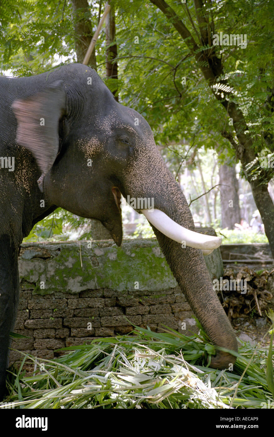 Lateral / side close up shot of head of an Indian elephant, Kerala ...