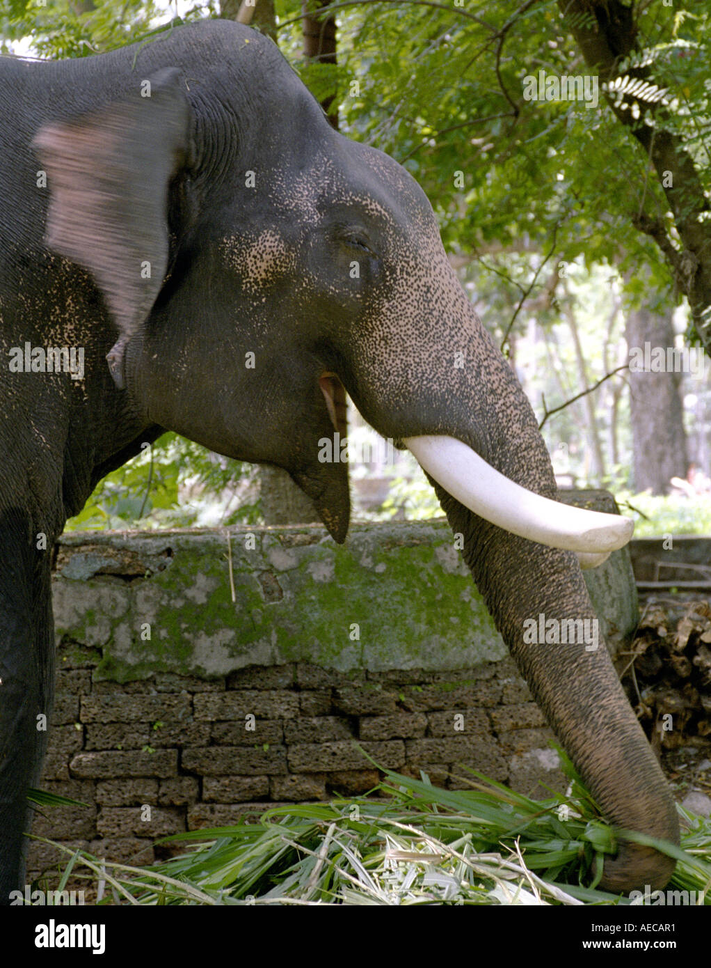 Lateral / side close up shot of head of an Indian elephant, Kerala ...