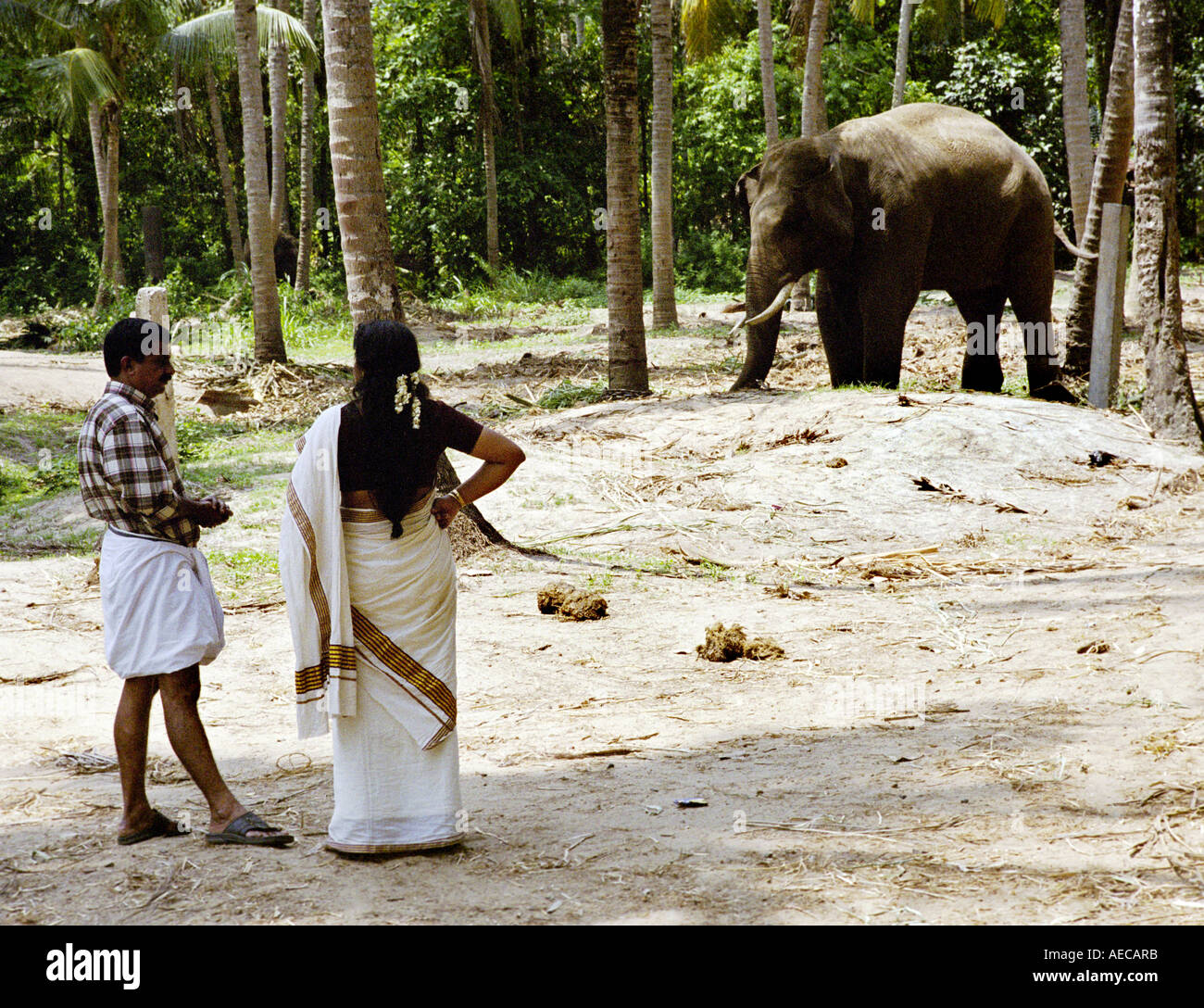 Kerala elephant eating hi-res stock photography and images - Alamy