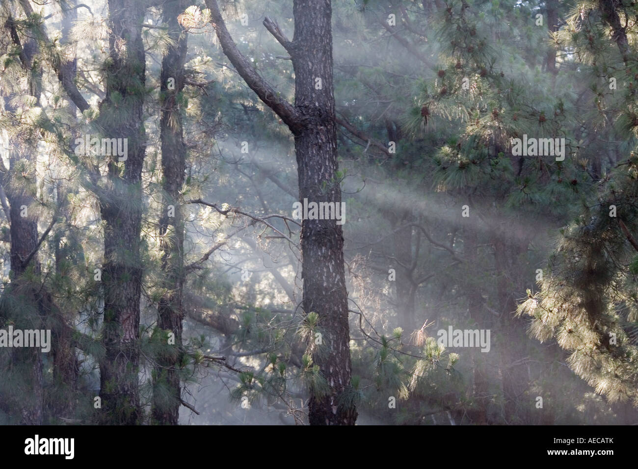 Sunlight through the woods Stock Photo - Alamy
