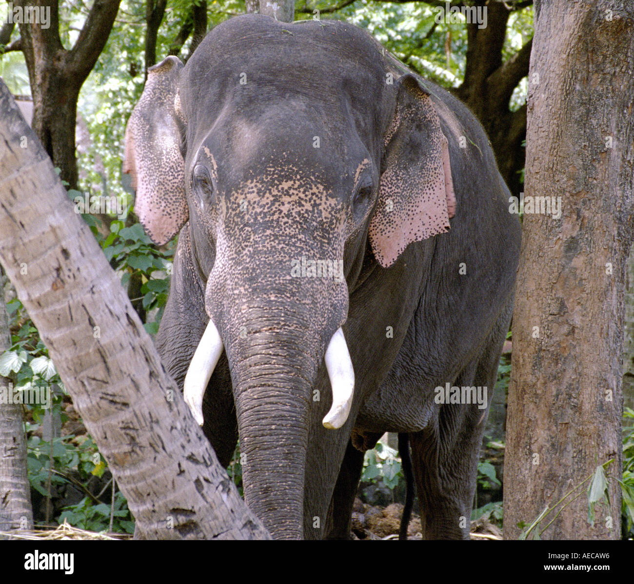 Asian Elephant Front View Columbus Zoo Welcomes New Male Asian