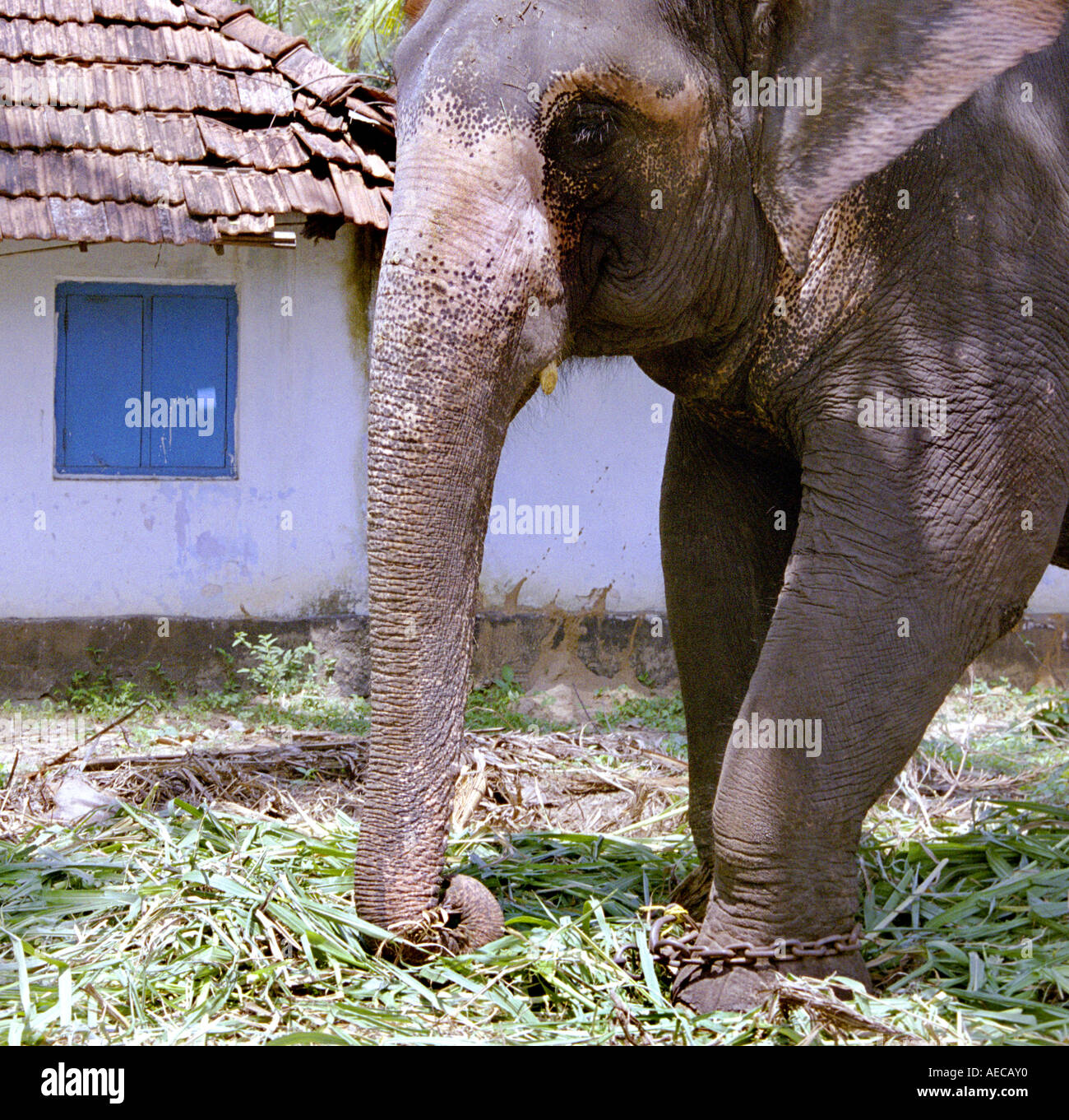 Kerala elephant eating hi-res stock photography and images - Alamy